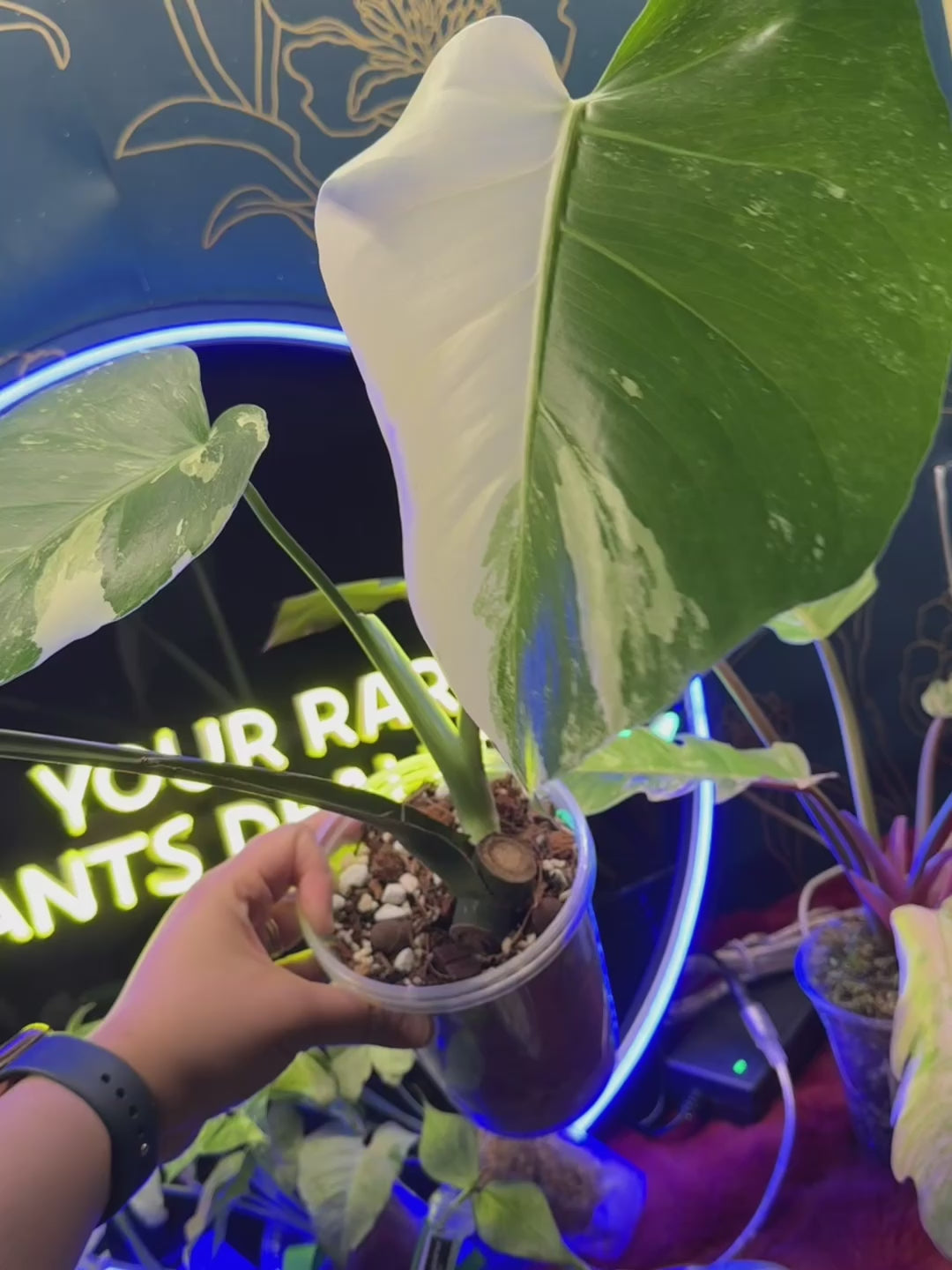 Monstera Albo Deliciosa(Large Form) – Your Rare Plants Dealer